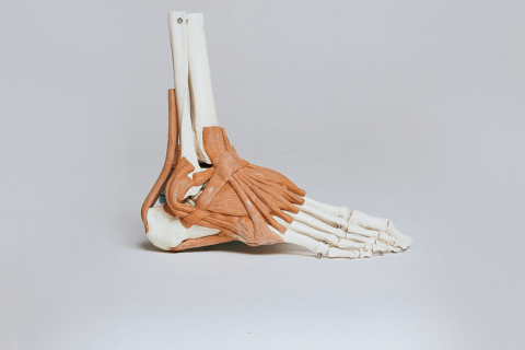 Budowa stopy i jej funkcje » Futopia